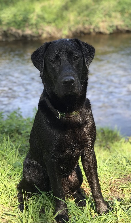 Labradore vom Hardter Wald